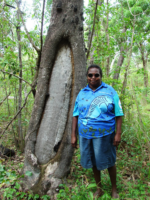 Shield tree – Our Culture – Archer Point